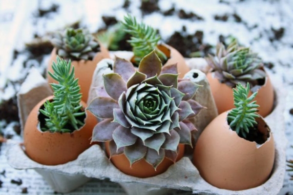 How to make Eggshell Planters • The View from Great Island