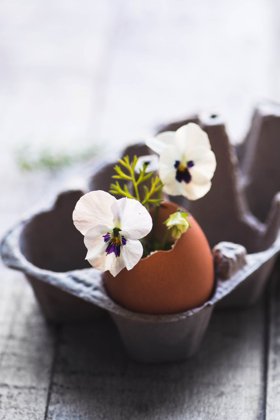 How to make Eggshell Planters • The View from Great Island