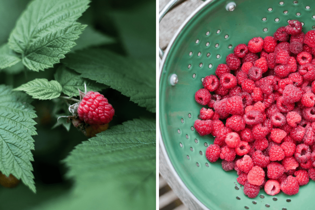 Raspberry Desserts to Make All Summer • The View from Great Island